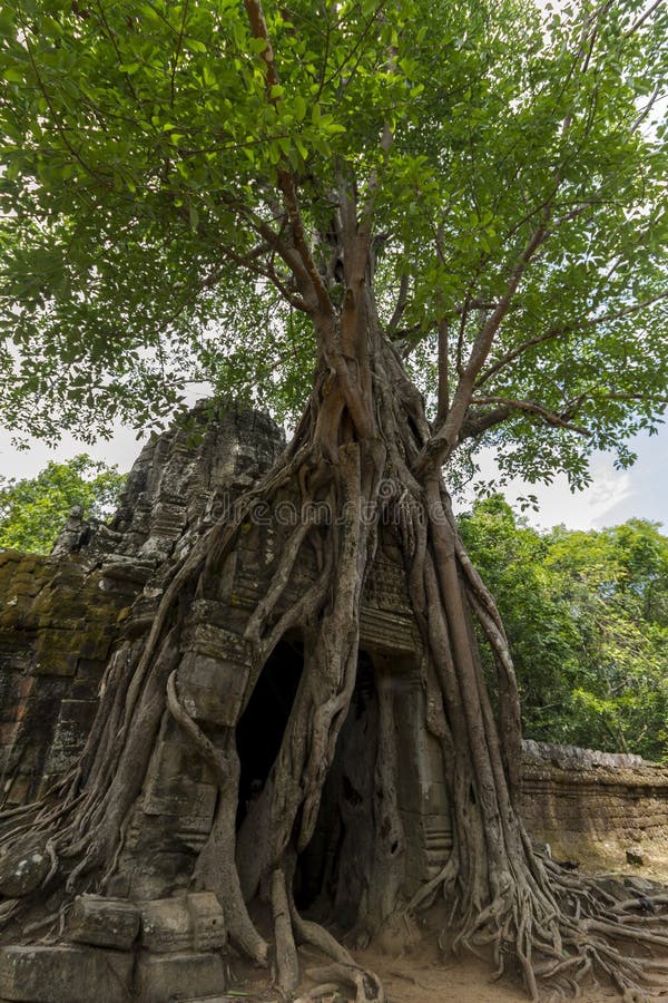Tree Over Temple in Angkor Wat, Cambodia Stock Photo - Image of ...