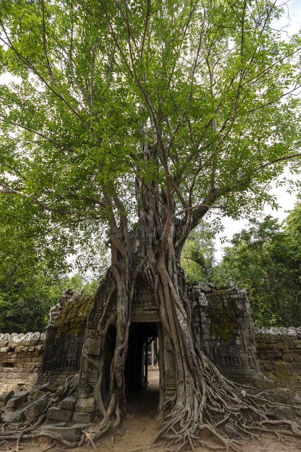 Tree Over Temple in Angkor Wat, Cambodia Stock Image - Image of prohm ...