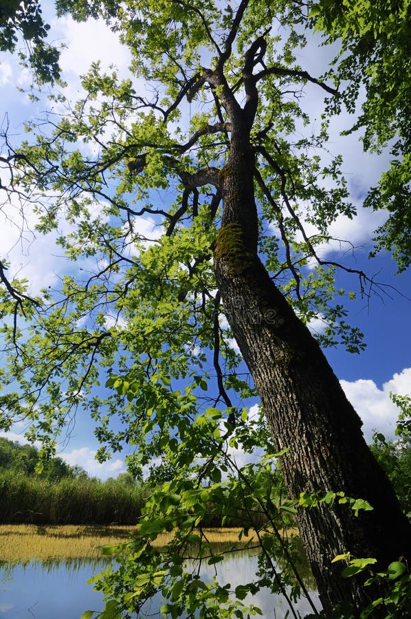Tree over the water stock photo. Image of lake, forest - 14646612