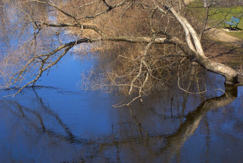 Tree over the water stock image. Image of trees, park - 2401155