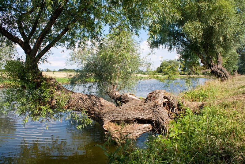 Tree over water stock image. Image of bark, grass, nature - 26863249