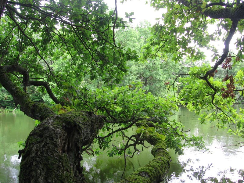 The tree over the water stock image. Image of forest - 190646015