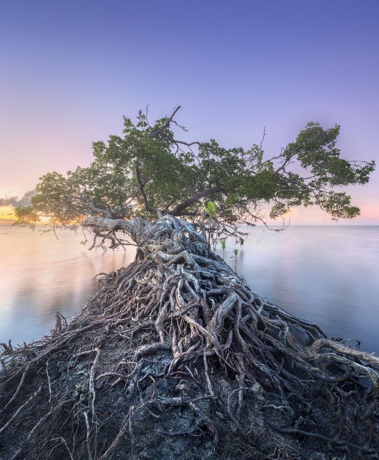 Tree Over the Water and Coast of Borneo Beach Stock Image - Image of ...