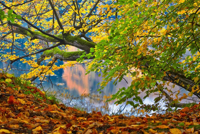 Tree over water stock image. Image of autumn, berth, pond - 41036917