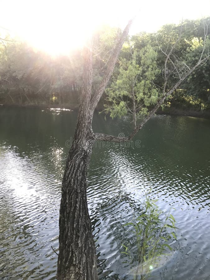 Tree over water stock image. Image of water, sunset, nature - 93040493