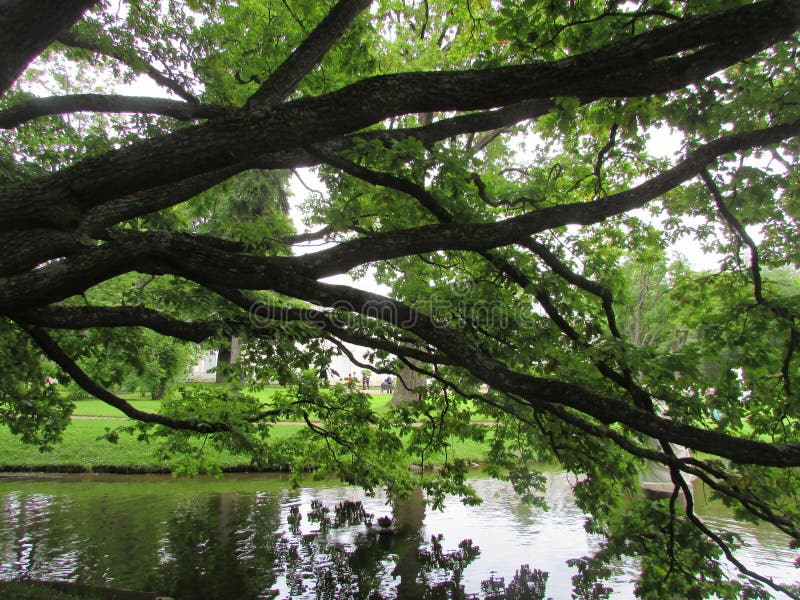 Tree over the water stock image. Image of tree, leaves - 104413179