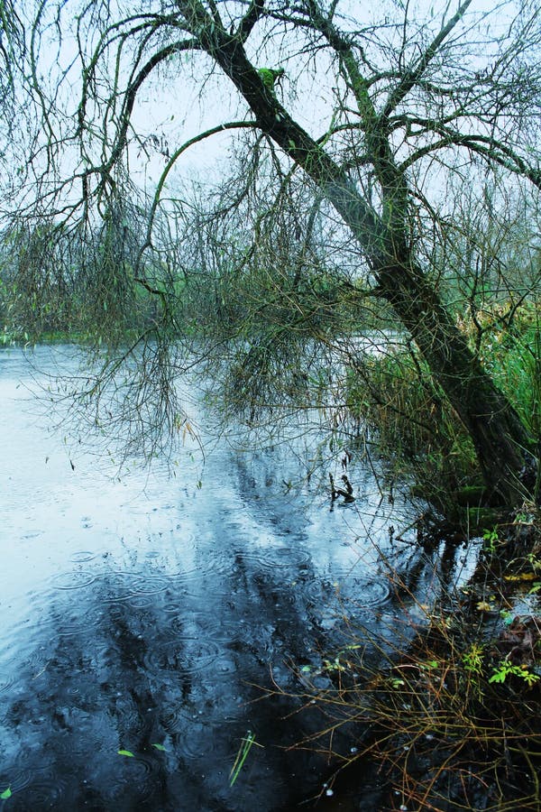 Tree Over the Water in the Rain Stock Image - Image of beautiful, lake ...