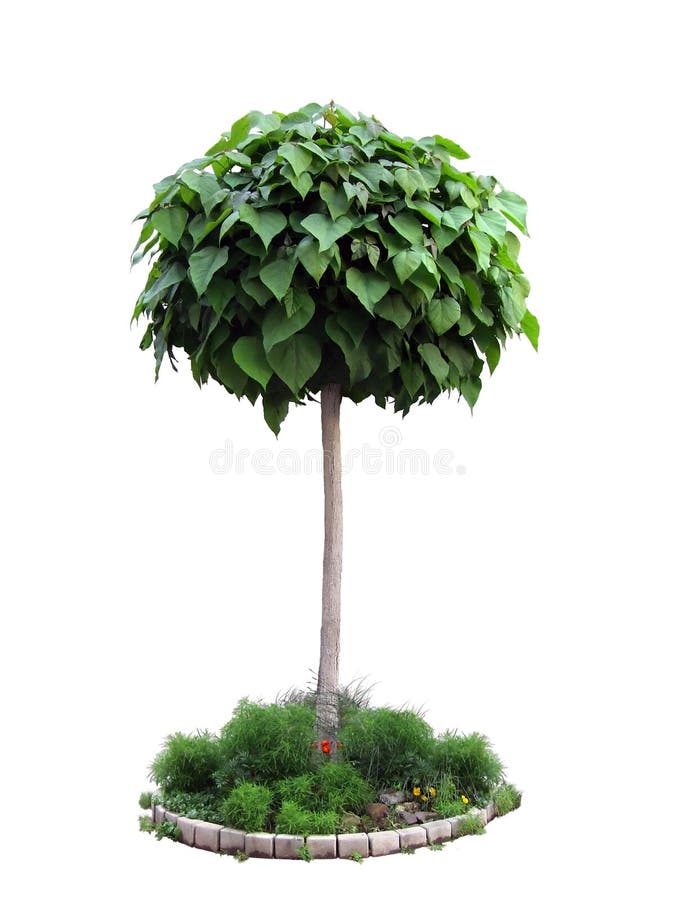 Tree over white stock photo. Image of bole, single, nature - 10942972