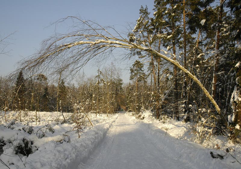 Tree over winter road stock image. Image of cold, nature - 496415