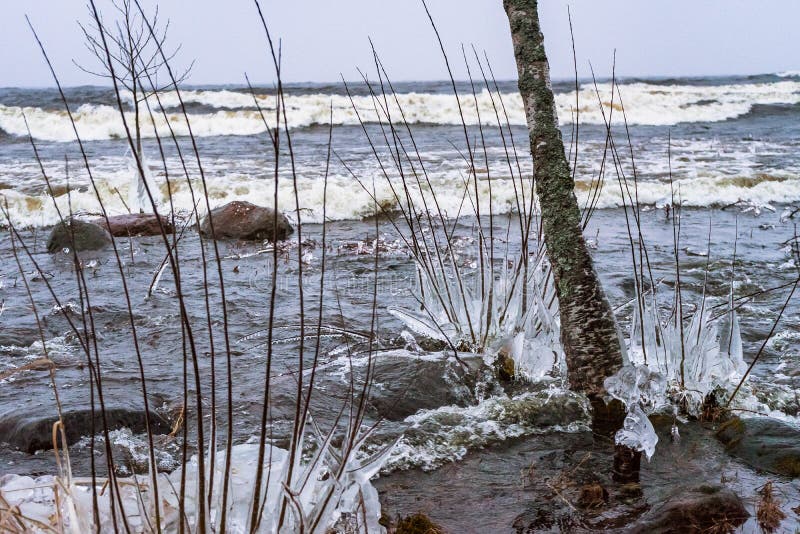 Tree Overflown with the Waters of a Winter Sea Stock Image - Image of ...