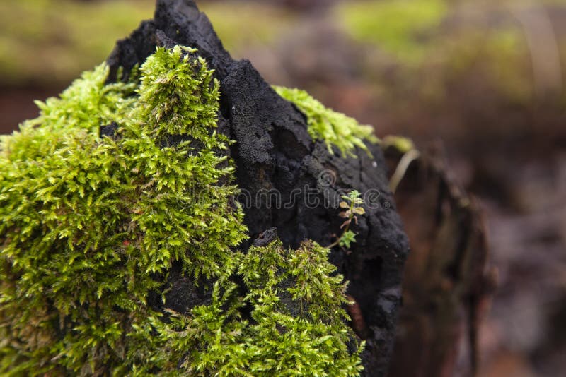 Tree Overgrown with Green Moss Stock Photo - Image of cracked, growth ...