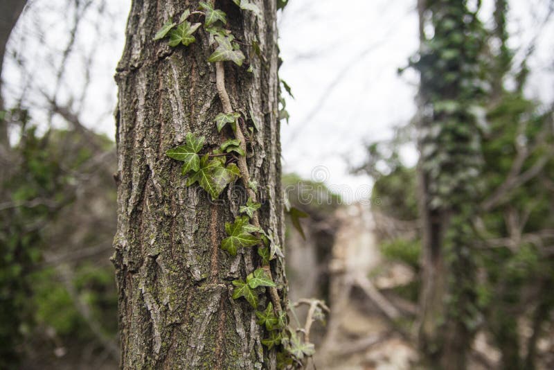 Overgrown tree with vine stock photo. Image of vine - 101243514