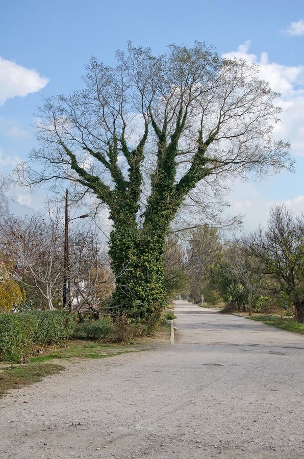 Tree Overgrown with Ivy in Spring Stock Photo - Image of pattern, leaf ...