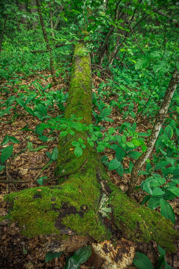A Tree Overgrown with Moss that Fell in the Forest Stock Image - Image ...