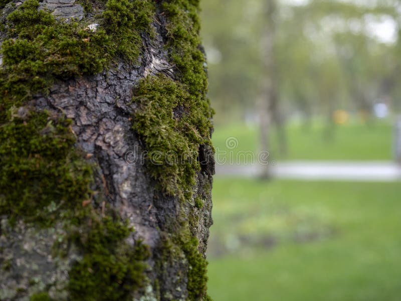 The Tree Overgrown with Moss Grows from the Park Stock Image - Image of ...