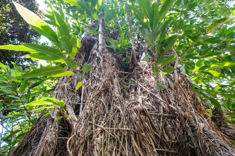 Overgrown Roots Strangling A Tree In The Jungle Near Siem Reap ...