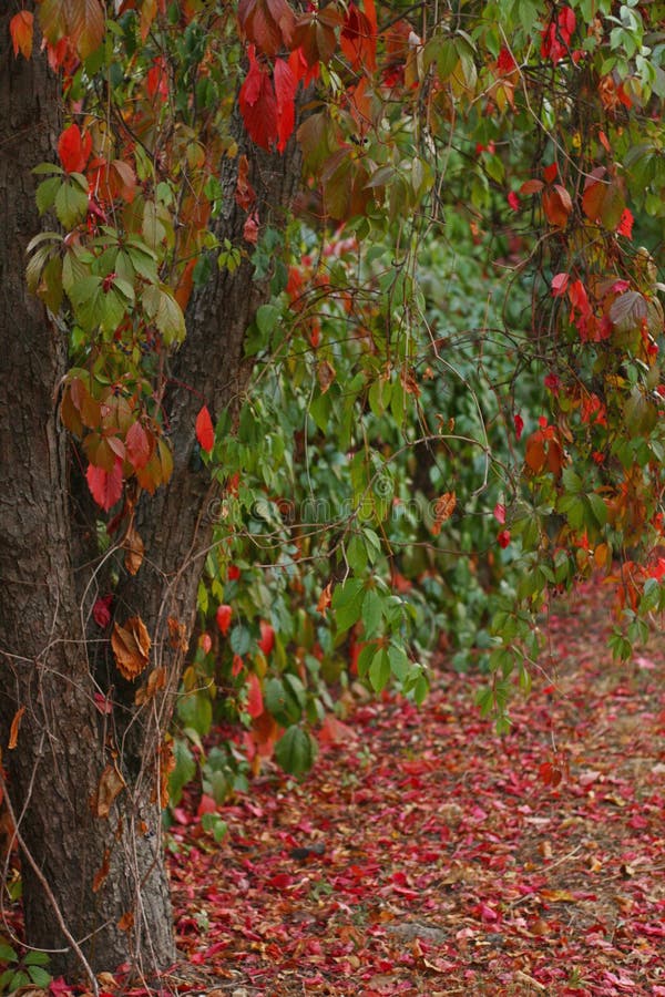 The Tree is Overgrown with Wild Green Grapes with Red Veins Stock Image ...
