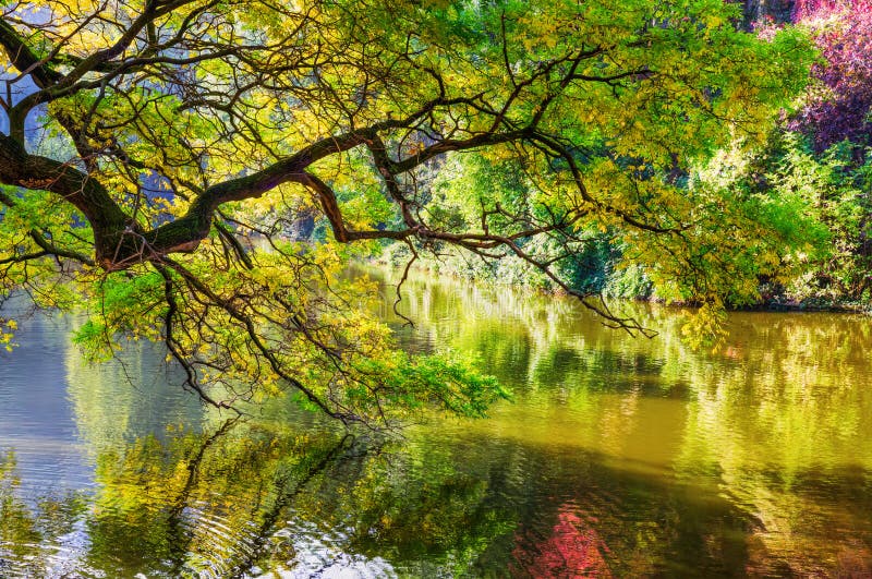 Plant overhanging stream stock image. Image of details - 5679855