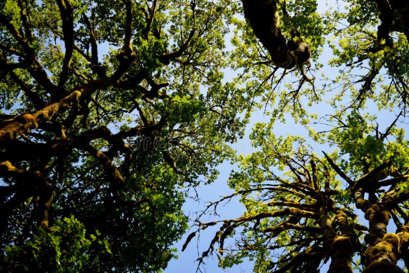 Tree Overhead 11 stock photo. Image of blue, altitudinous - 100425722