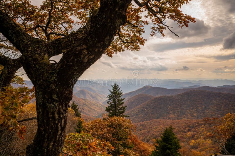 Tree on an Overlook of the Blue Ridge Mountains Stock Image - Image of ...