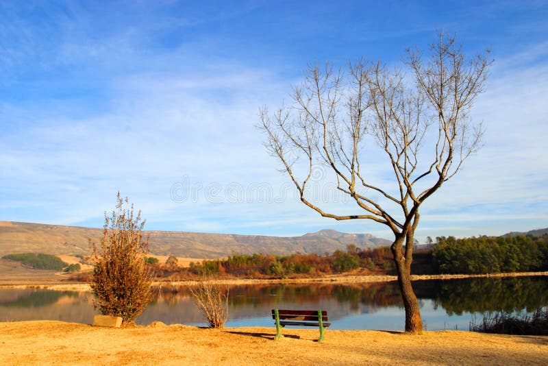 Tree overlooking dam stock photo. Image of lake, tree - 8004706