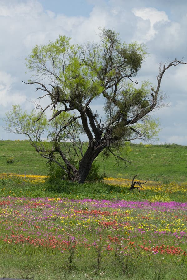 Tree Overlooking Field of Wildflowers Stock Photo - Image of cloudy ...