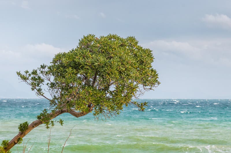Tree overlooking the sea stock image. Image of green - 66413203