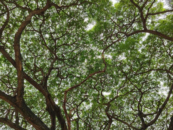 1,564 Pa Branch Stock Photos - Free & Royalty-Free Stock Photos from ...