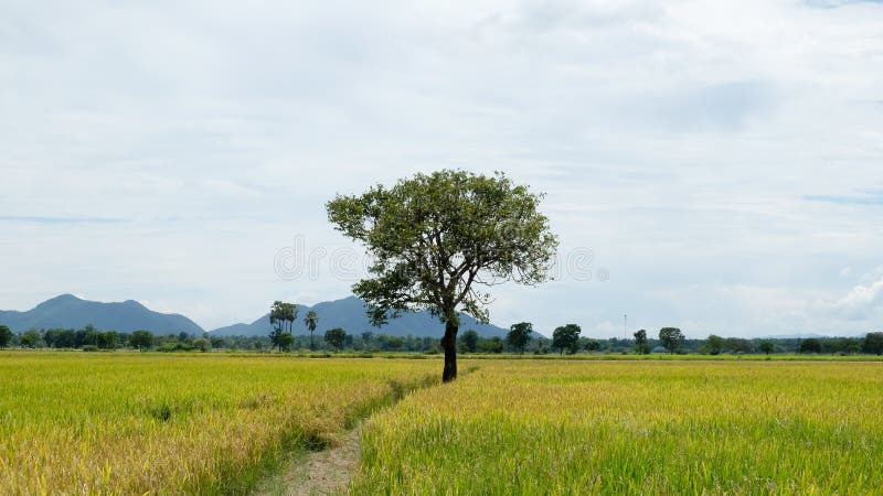 Tree in Paddy Field and Cloud on Blue Sky Stock Photo - Image of field ...