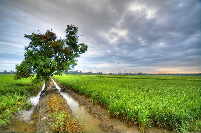 Tree in paddy field stock photo. Image of alone, flora - 35969974