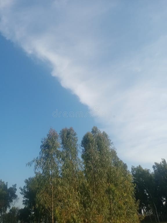 Tree pak panjab sky place stock photo. Image of grassland - 242684882