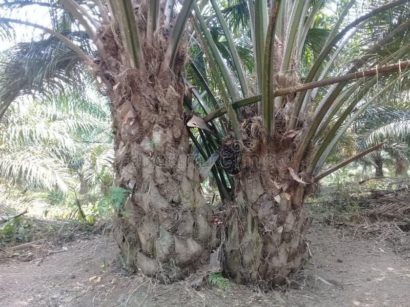 Tree palm double stock photo. Image of palm, double - 159920206