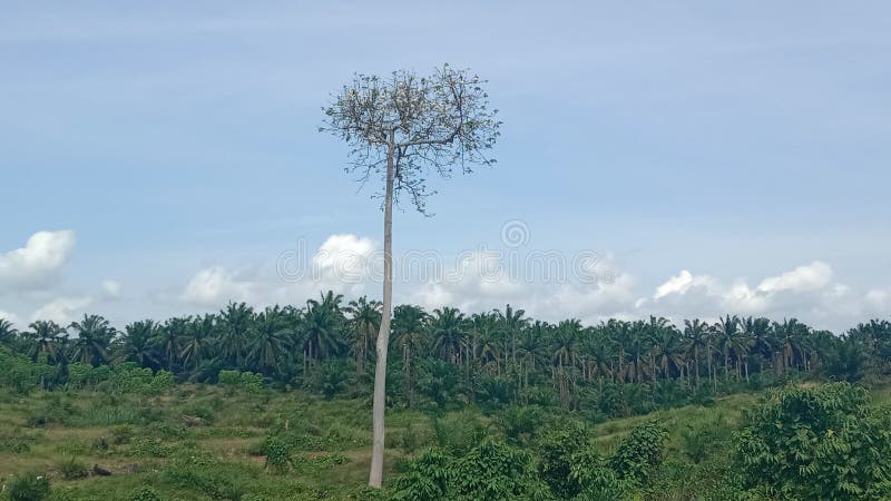 Tree on Palm Farm on Borneo Island Stock Photo - Image of cloud, jungle ...