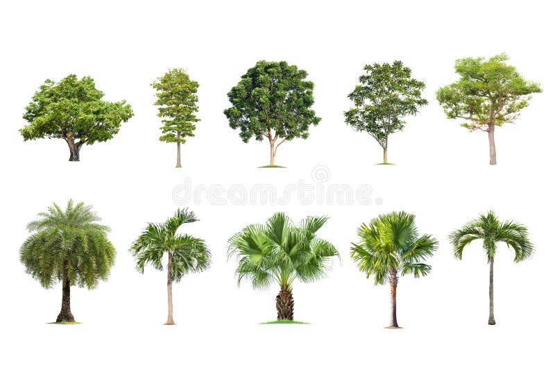 Tree and Palm Isolated on White Background ,the Collection of Trees ...