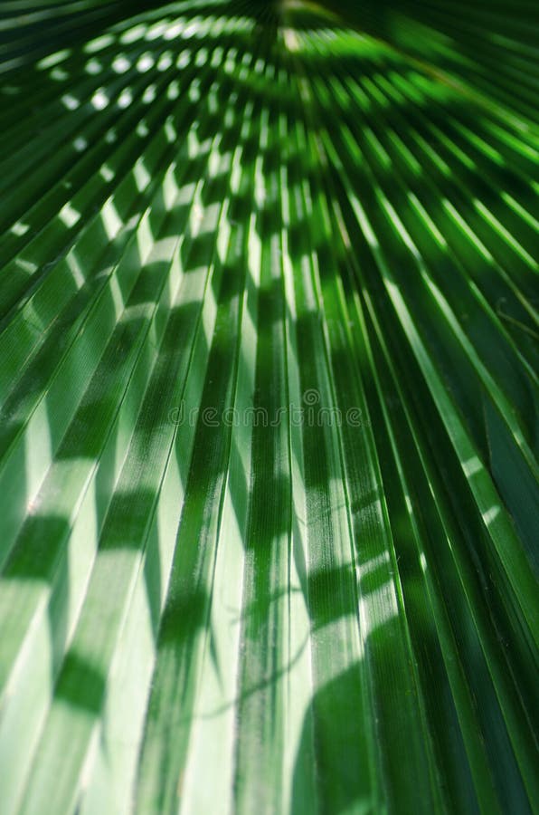Tree Palm Leaves Pattern for Nature Background. Beautiful Palm Leaves ...