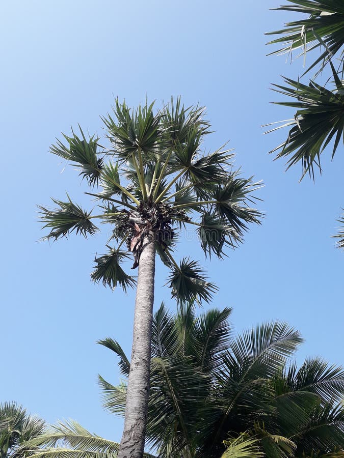 Tree Palmyra Mycick Big Tree ðŸŒ´ Green Leef Stock Image - Image of ...