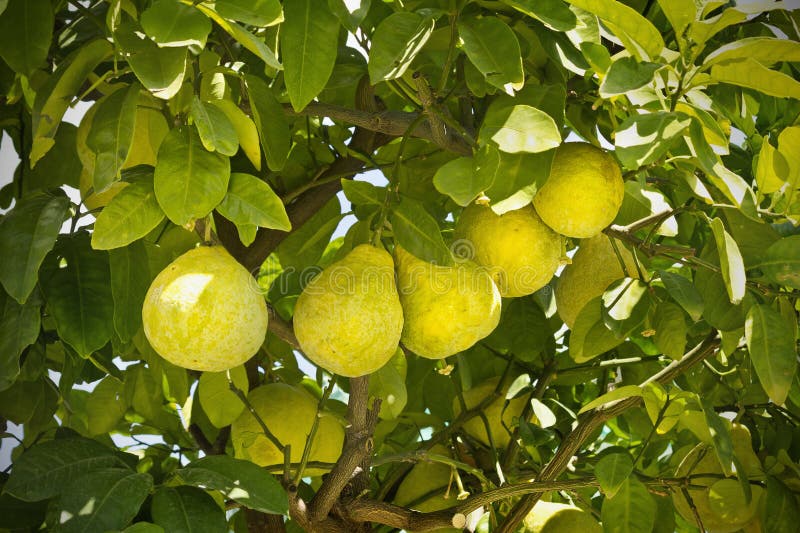 Tree with pamelo fruit stock image. Image of closeup - 351547825
