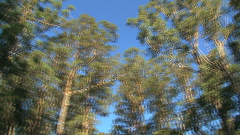 Tree Pan,Dandenong Ranges,Australia Stock Footage - Video of dandenong ...