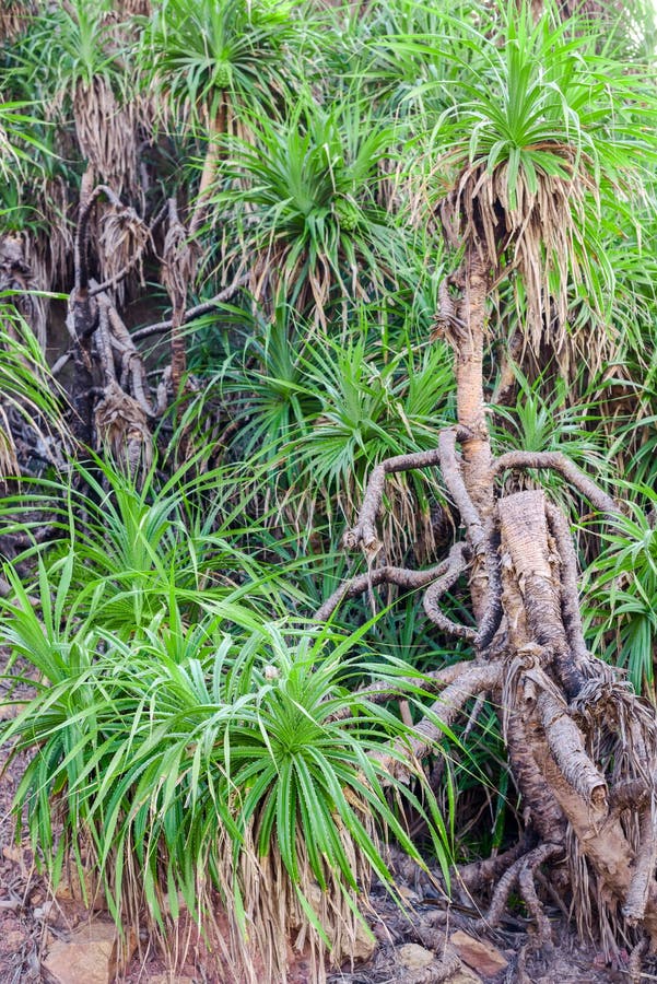 Tree Pandanus in the Natural Environment, India, Closeup Stock Image ...