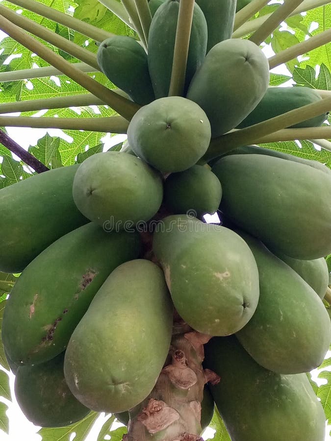Tree papaya fruit stock image. Image of papaya, tree - 252171289