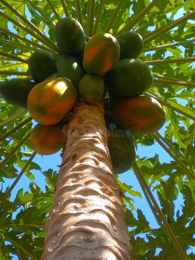 Tree Papaya Fruit California Stock Photo - Image of tree, california ...