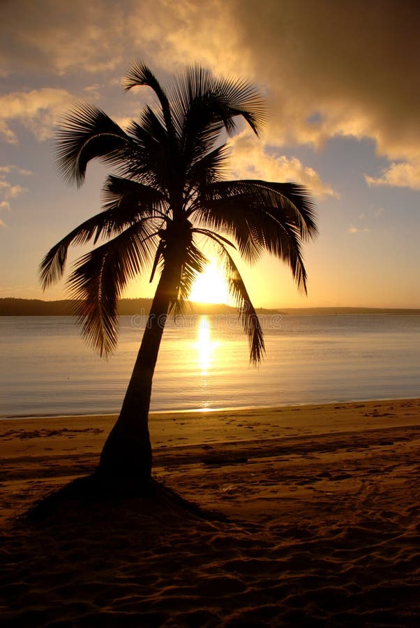 Tree of Paradise stock photo. Image of sunset, holiday - 19185286