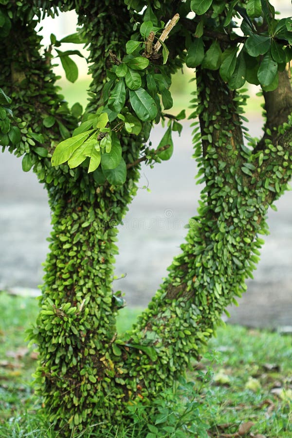 Tree with parasite plant stock image. Image of sponger - 30885861