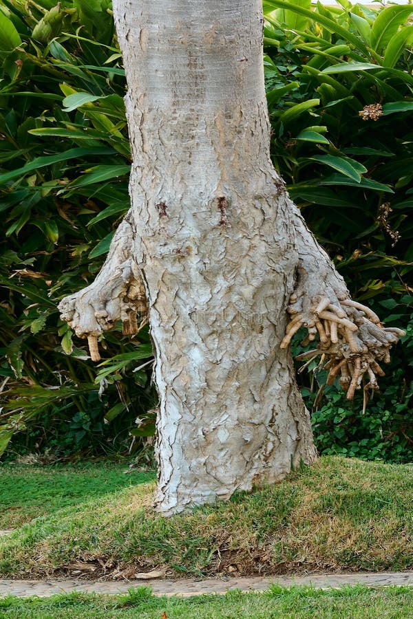 Tree Pareidolia in the Shape of a Person Stock Image - Image of finding ...