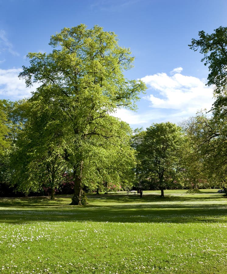 Tree in a Park stock photo. Image of public, clouds, tranquil - 10689458