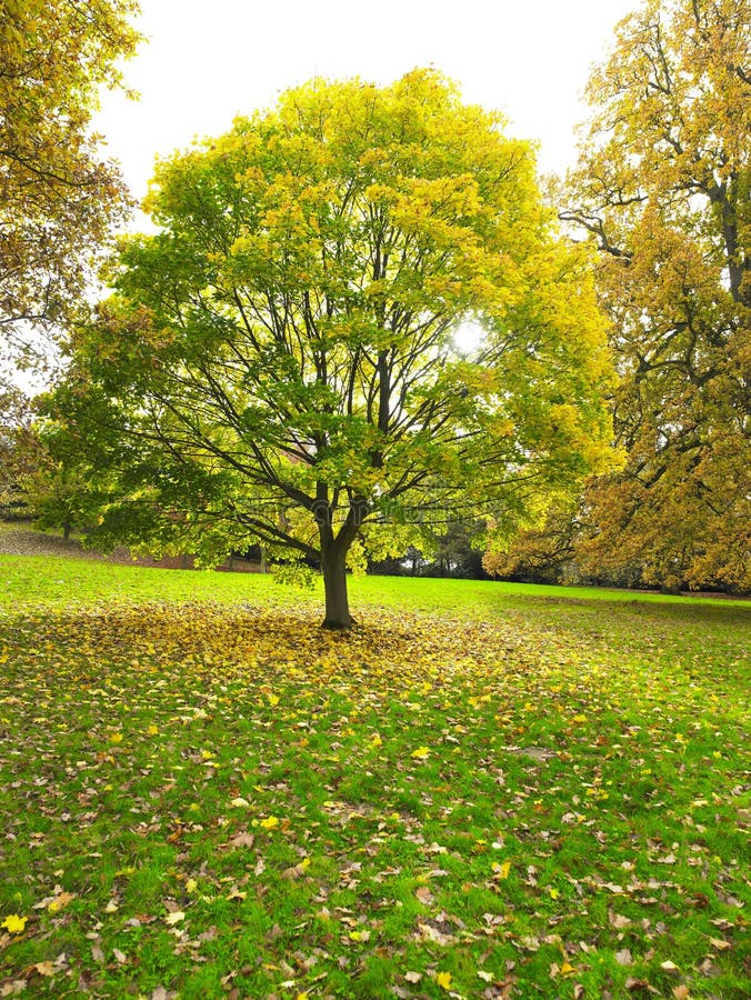 Tree in the Park stock image. Image of autumn, lawn, serene - 12597607