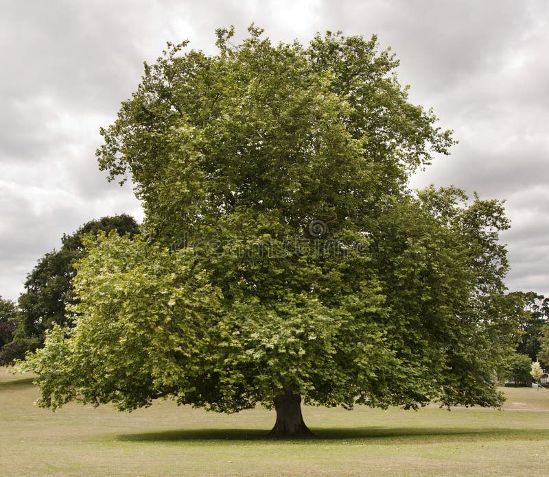 Perfect Tree stock photo. Image of sycamore, calm, farm, forest - 4706