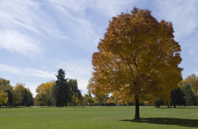 Tree in a Park stock photo. Image of green, city, colors - 829910