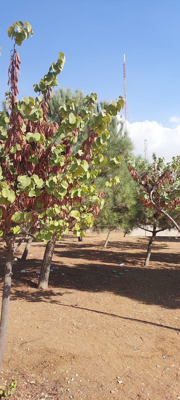 Tree park amman shadow stock photo. Image of plant, produce - 299069470