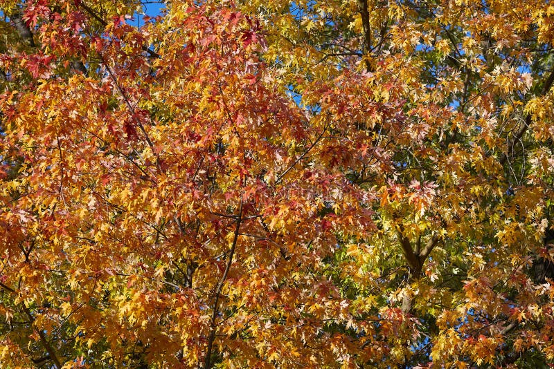 Autumn tree leaves stock photo. Image of leaves, beautiful - 118862314